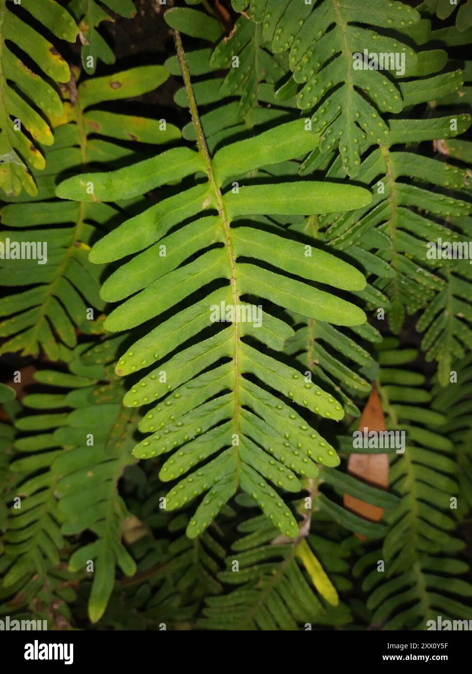 resurrection fern (Pleopeltis michauxiana) Plantae Stock Photo - Alamy