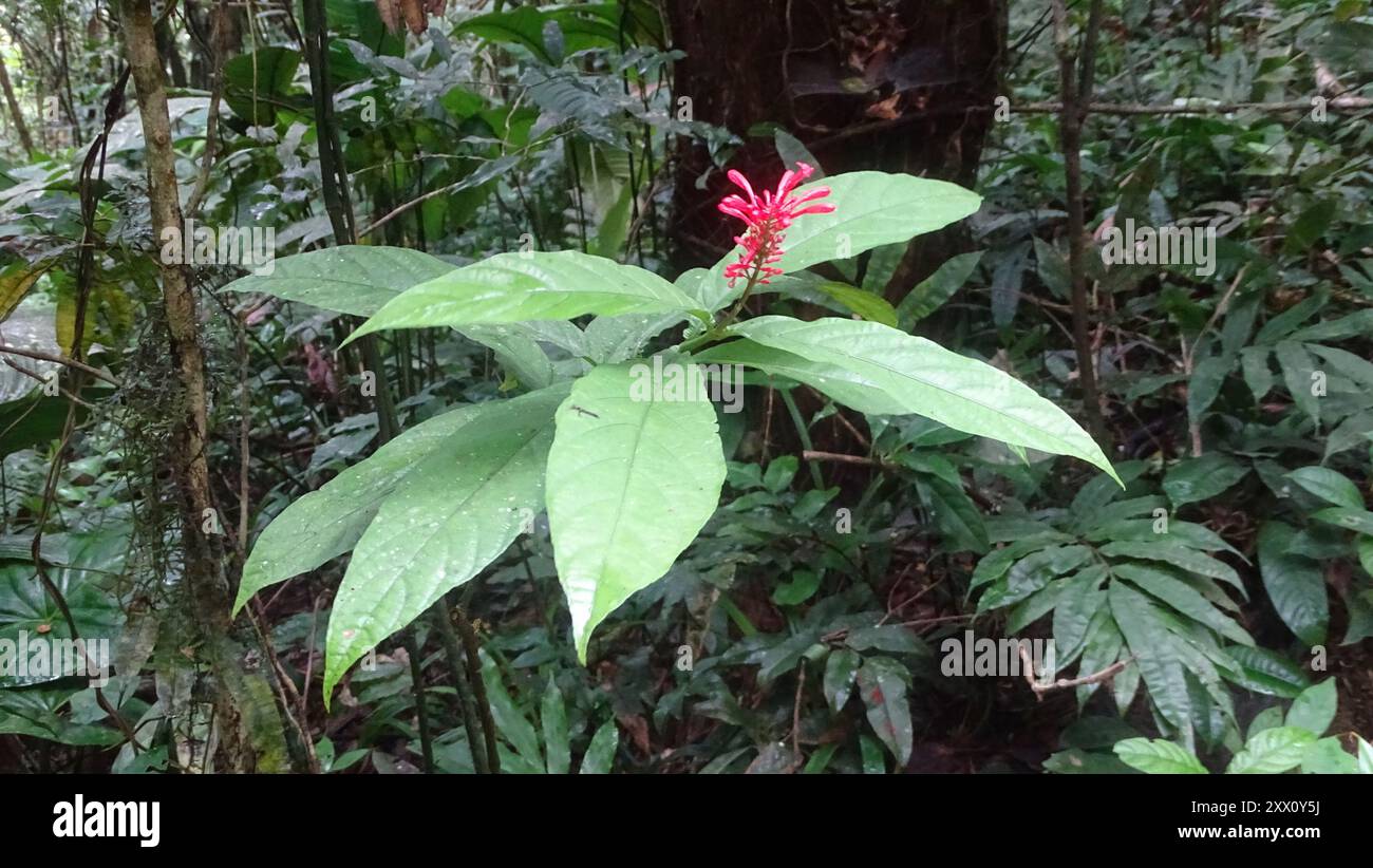 Firespike (Odontonema tubaeforme) Plantae Stock Photo - Alamy