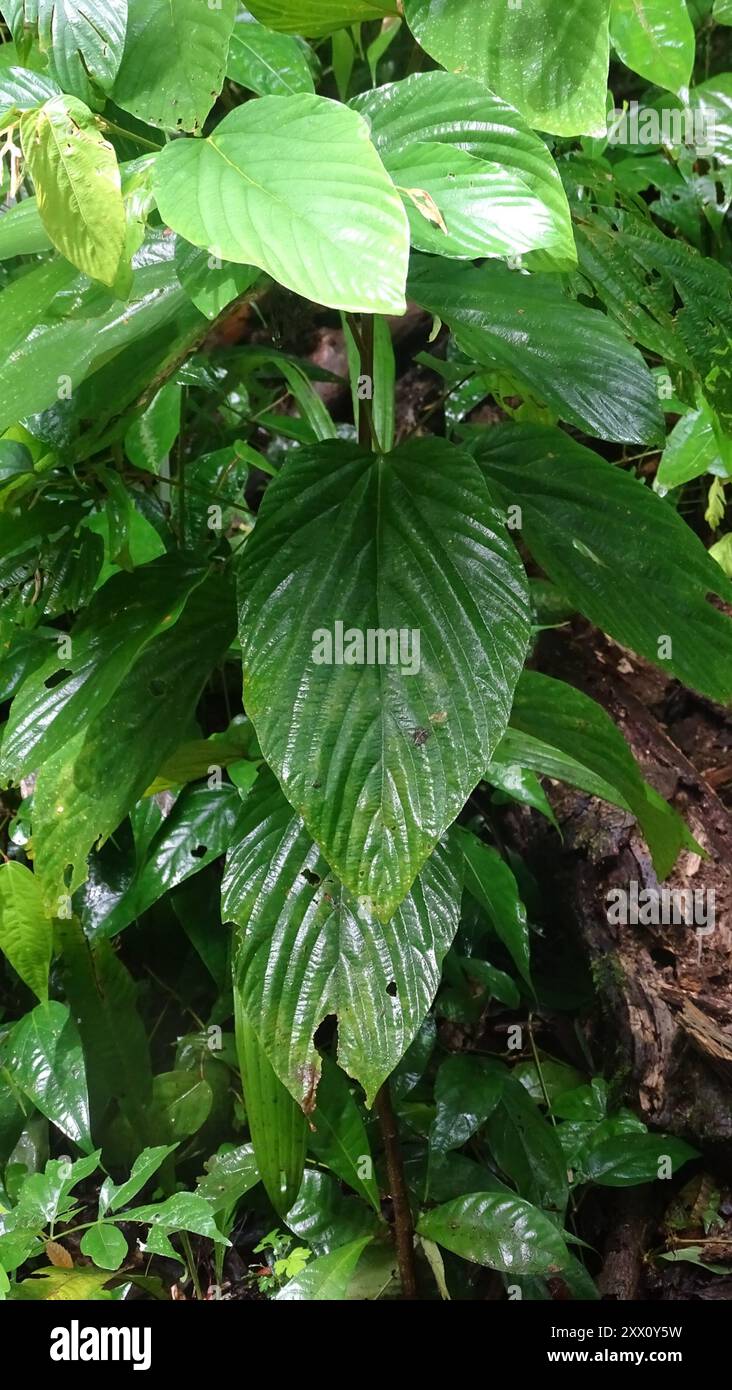 wild hops (Flemingia strobilifera) Plantae Stock Photo - Alamy