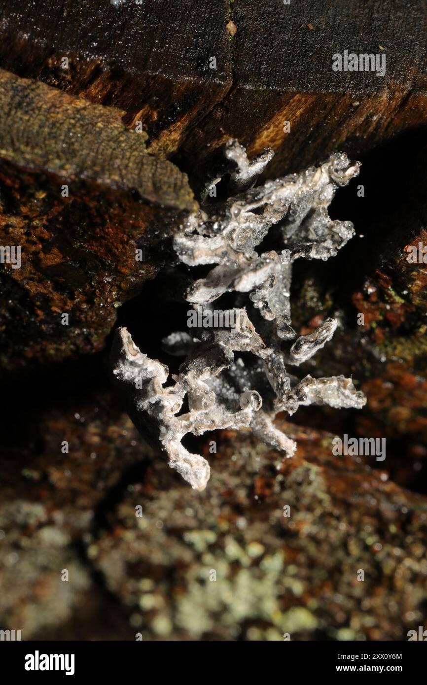 Candlesnuff Fungus (Xylaria hypoxylon) Fungi Stock Photo - Alamy