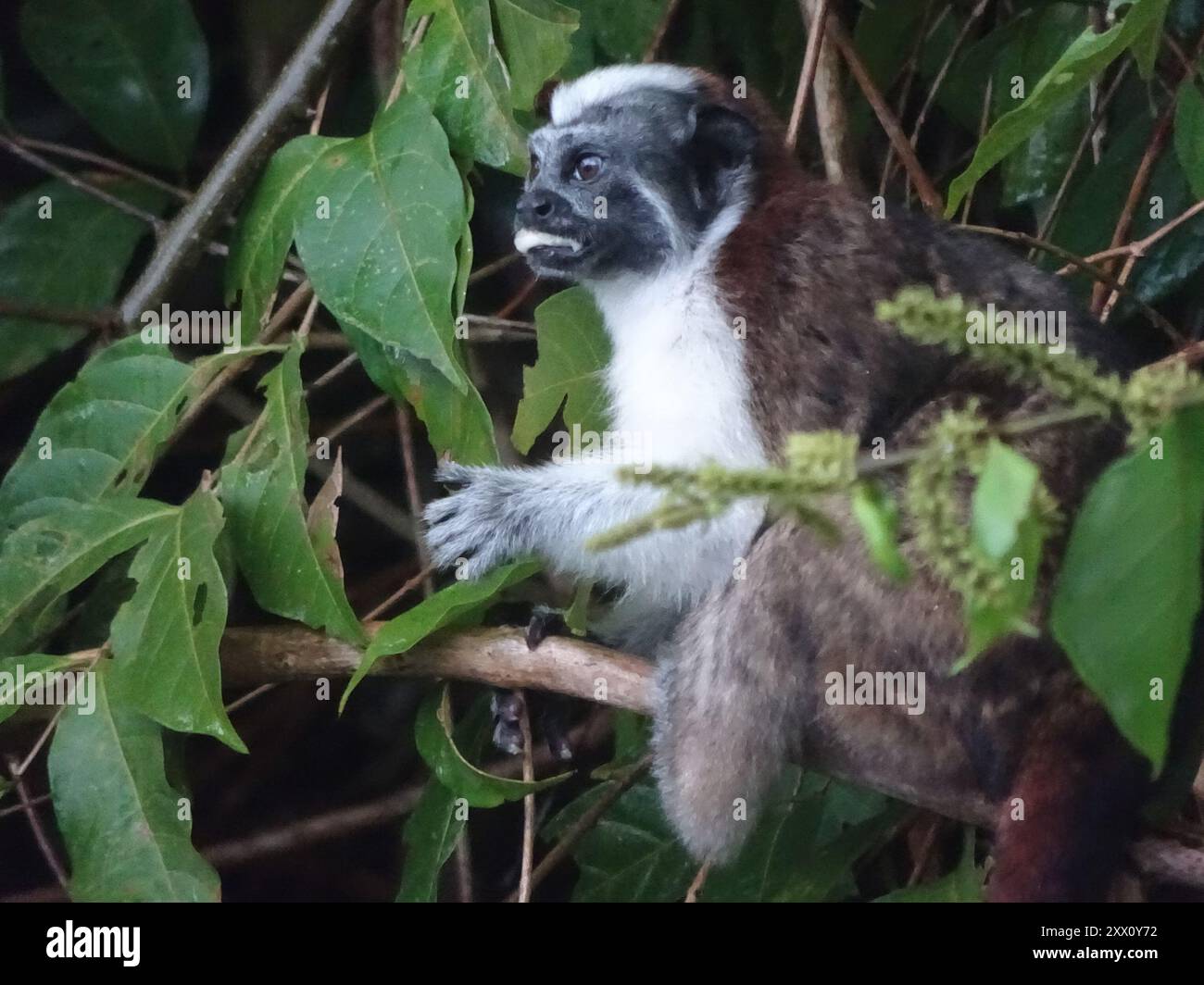Geoffroy’s Tamarin (Saguinus geoffroyi) Mammalia Stock Photo - Alamy