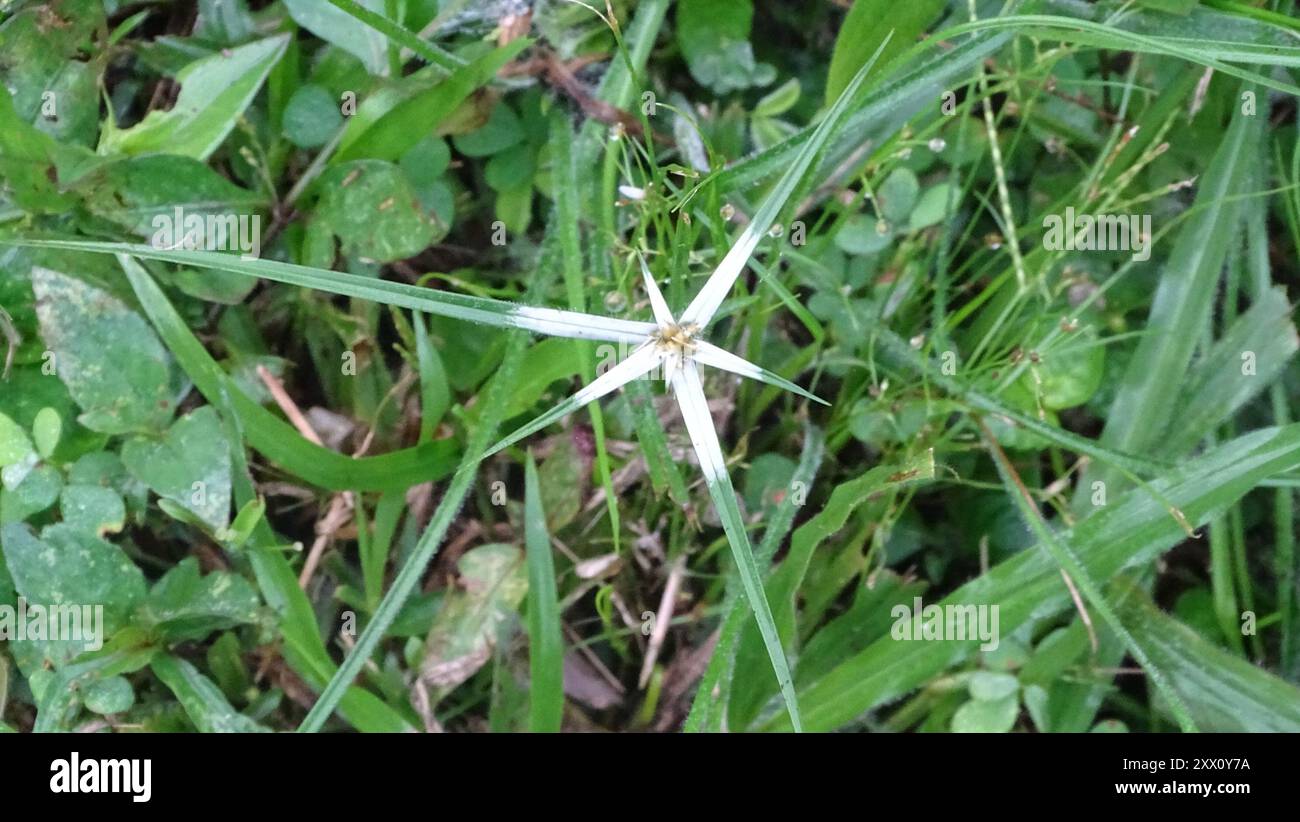 Beaksedges (Rhynchospora) Plantae Stock Photo - Alamy