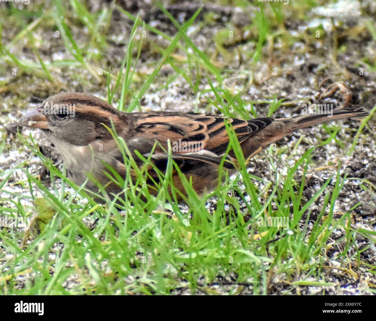 Italian Sparrow (Passer italiae) Aves Stock Photo - Alamy