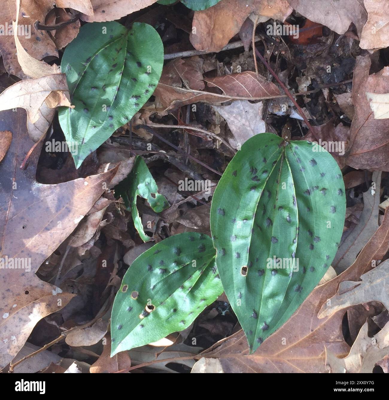 crane-fly orchid (Tipularia discolor) Plantae Stock Photo - Alamy