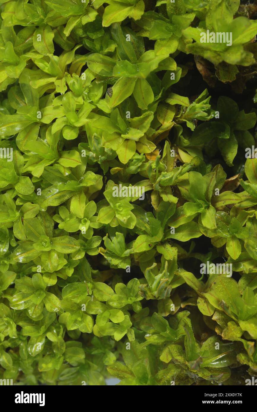 Water Screw-moss (Syntrichia latifolia) Plantae Stock Photo - Alamy
