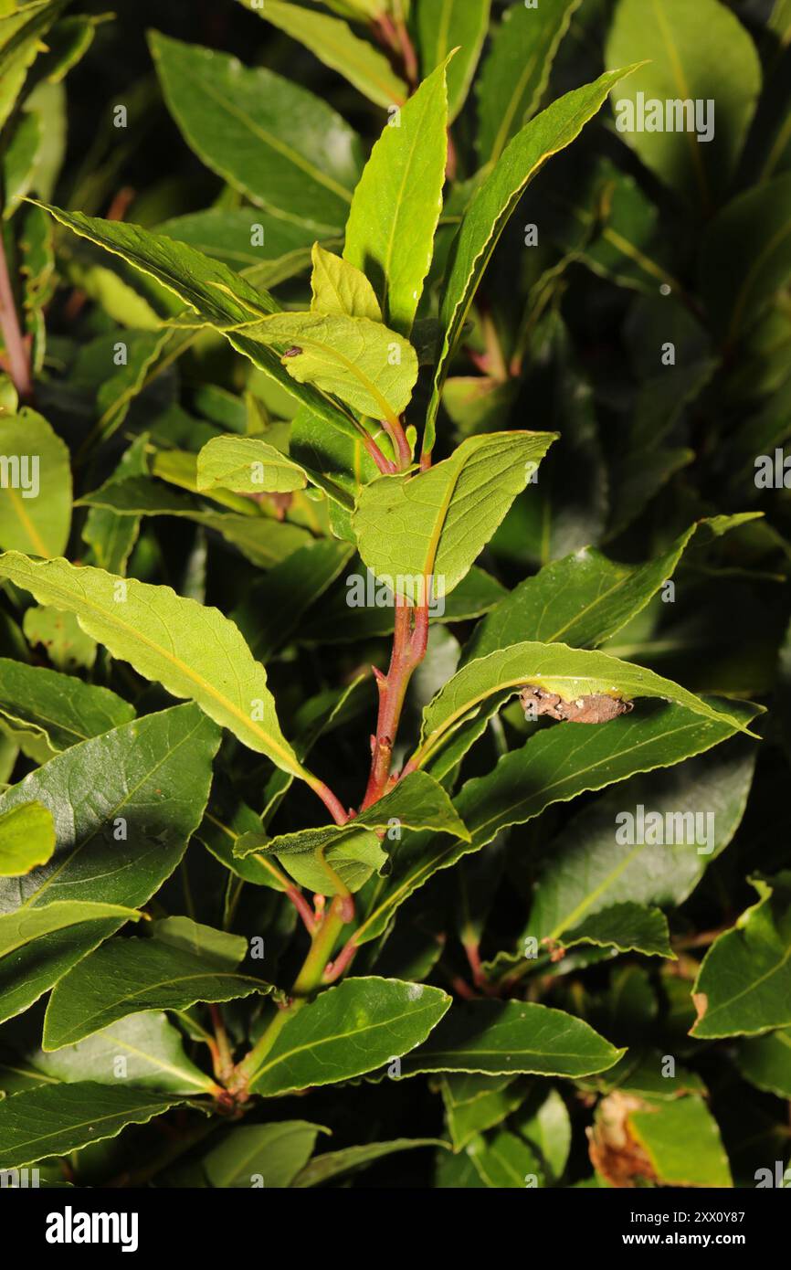 Bay laurel (Laurus nobilis) Plantae Stock Photo - Alamy