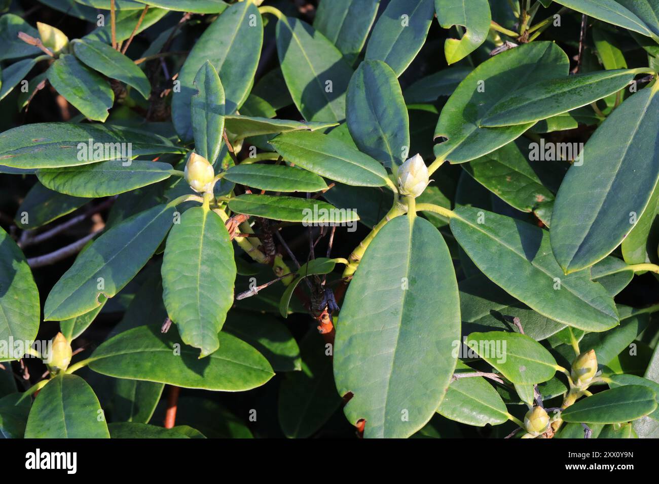 Common Rhododendron (Rhododendron ponticum) Plantae Stock Photo - Alamy
