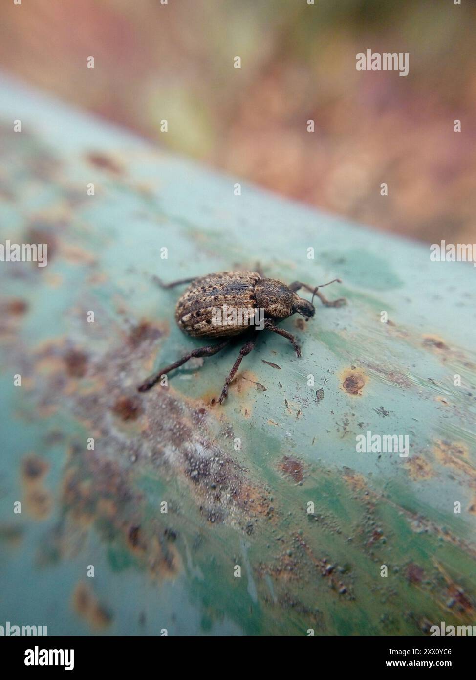 Clover Leaf Weevil (Brachypera zoilus) Insecta Stock Photo - Alamy
