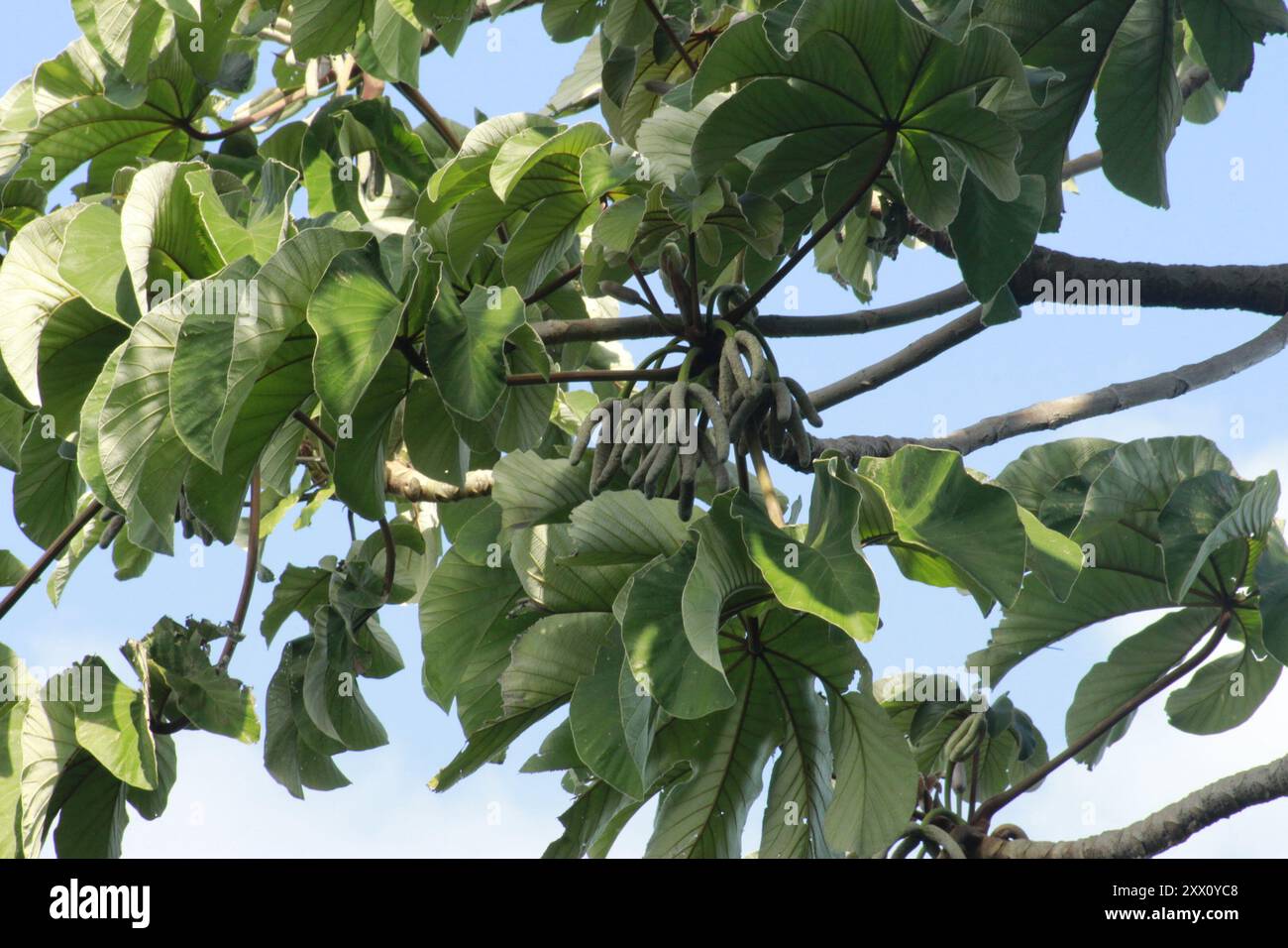 trumpet tree (Cecropia peltata) Plantae Stock Photo - Alamy