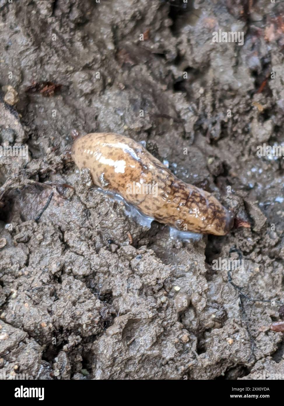 Milky Slug (Deroceras reticulatum) Mollusca Stock Photo - Alamy