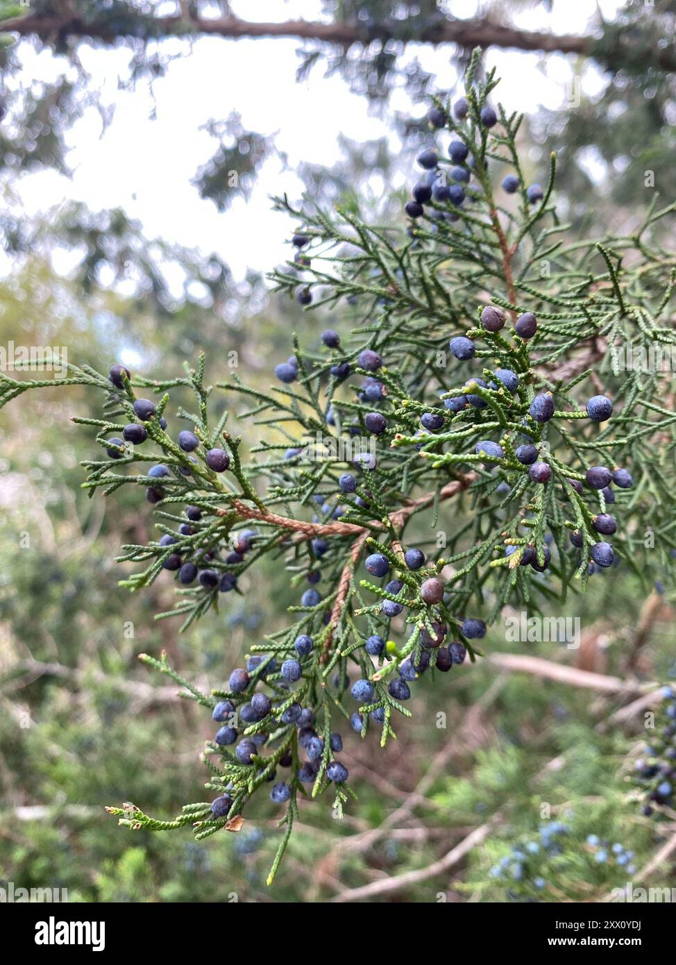 Southern Redcedar (Juniperus virginiana silicicola) Plantae Stock Photo ...