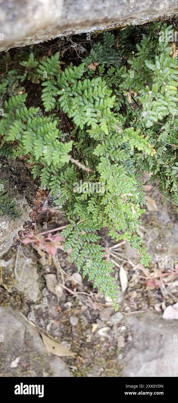 lace lip fern (Myriopteris gracillima) Plantae Stock Photo - Alamy