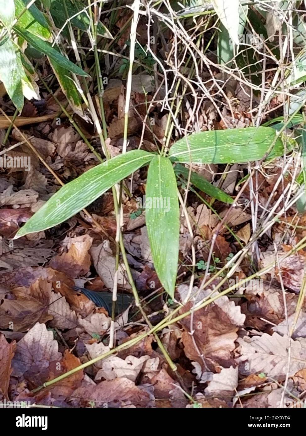 river cane (Arundinaria gigantea) Plantae Stock Photo - Alamy