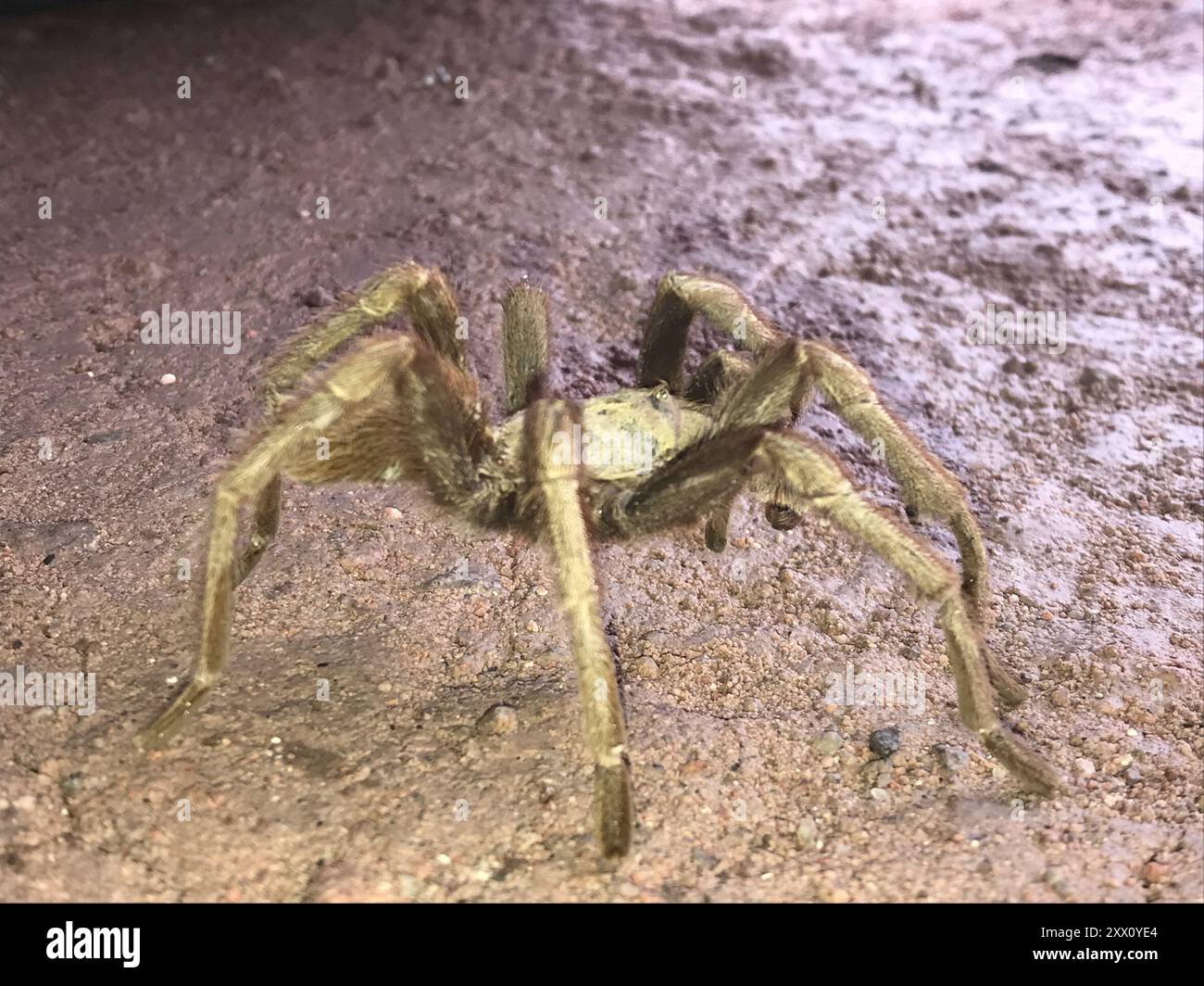 Desert Blonde Tarantula (Aphonopelma chalcodes) Arachnida Stock Photo ...