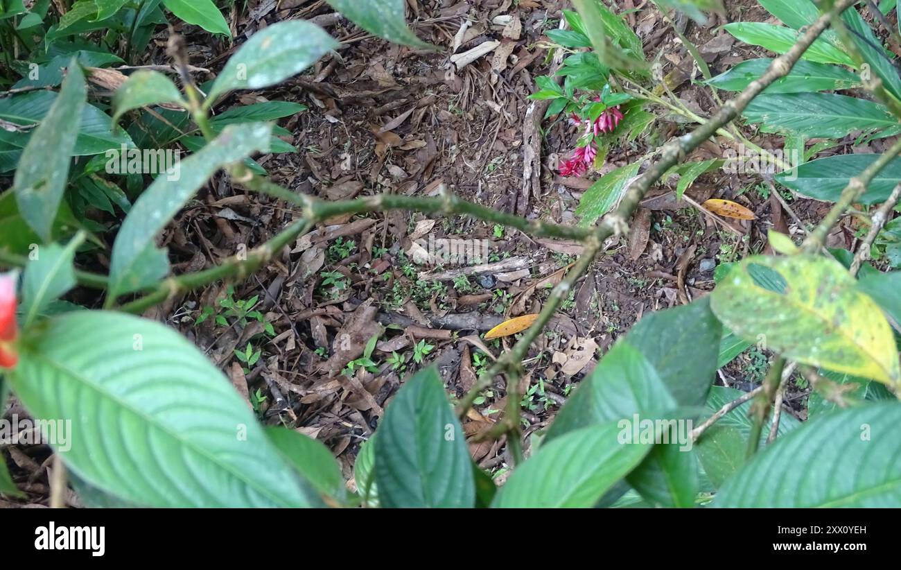 sore-mouth bush (Palicourea tomentosa) Plantae Stock Photo - Alamy