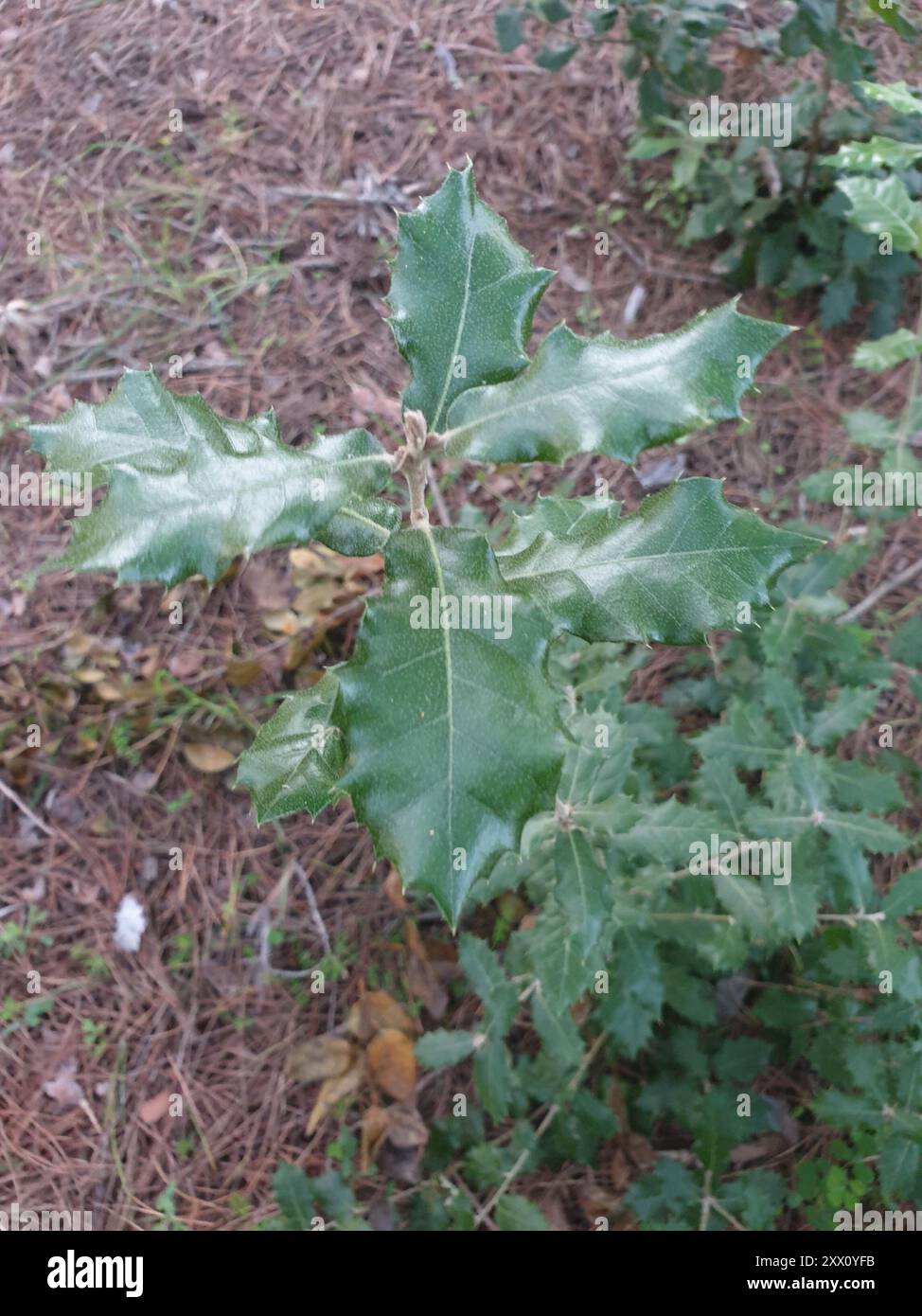 evergreen oak (Quercus ilex) Plantae Stock Photo - Alamy