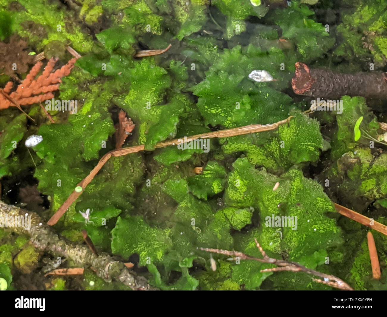 Ring Pellia (Pellia neesiana) Plantae Stock Photo - Alamy