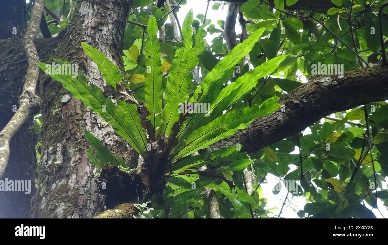 Long strapfern (Campyloneurum phyllitidis) Plantae Stock Photo - Alamy