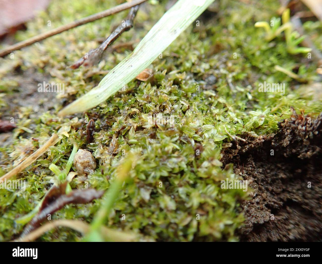 Bonfire moss (Funaria hygrometrica) Plantae Stock Photo - Alamy