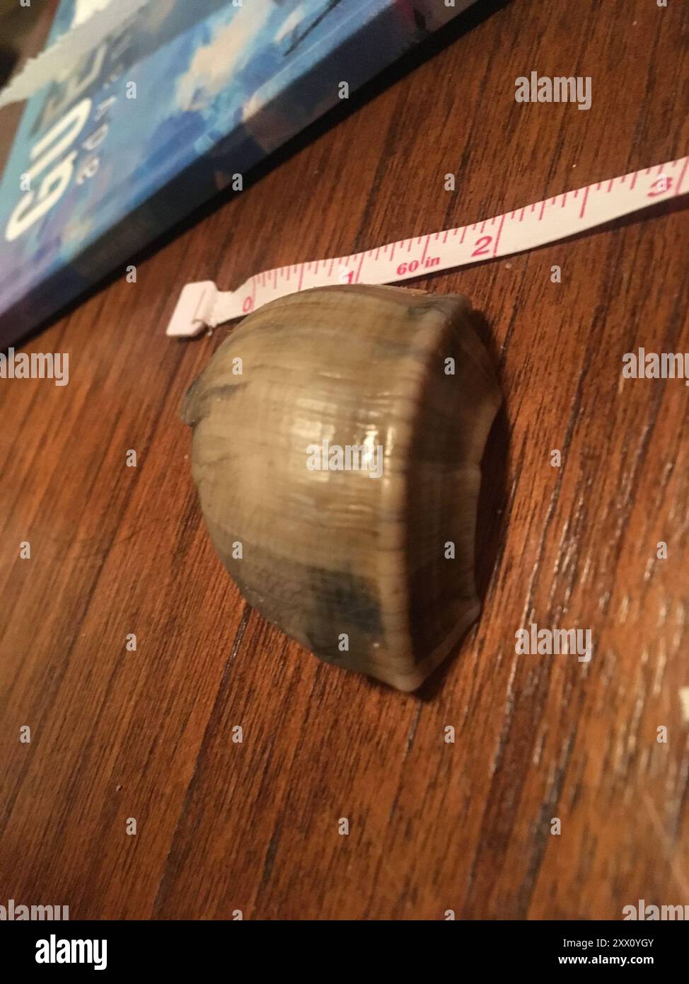 Channeled Whelk (Busycotypus canaliculatus) Mollusca Stock Photo - Alamy