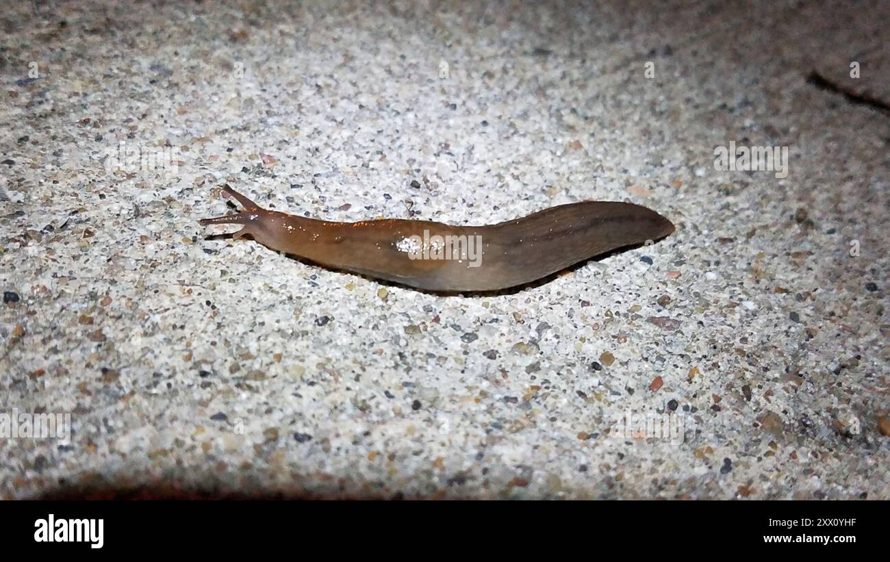 Threeband Slugs (Ambigolimax) Mollusca Stock Photo - Alamy