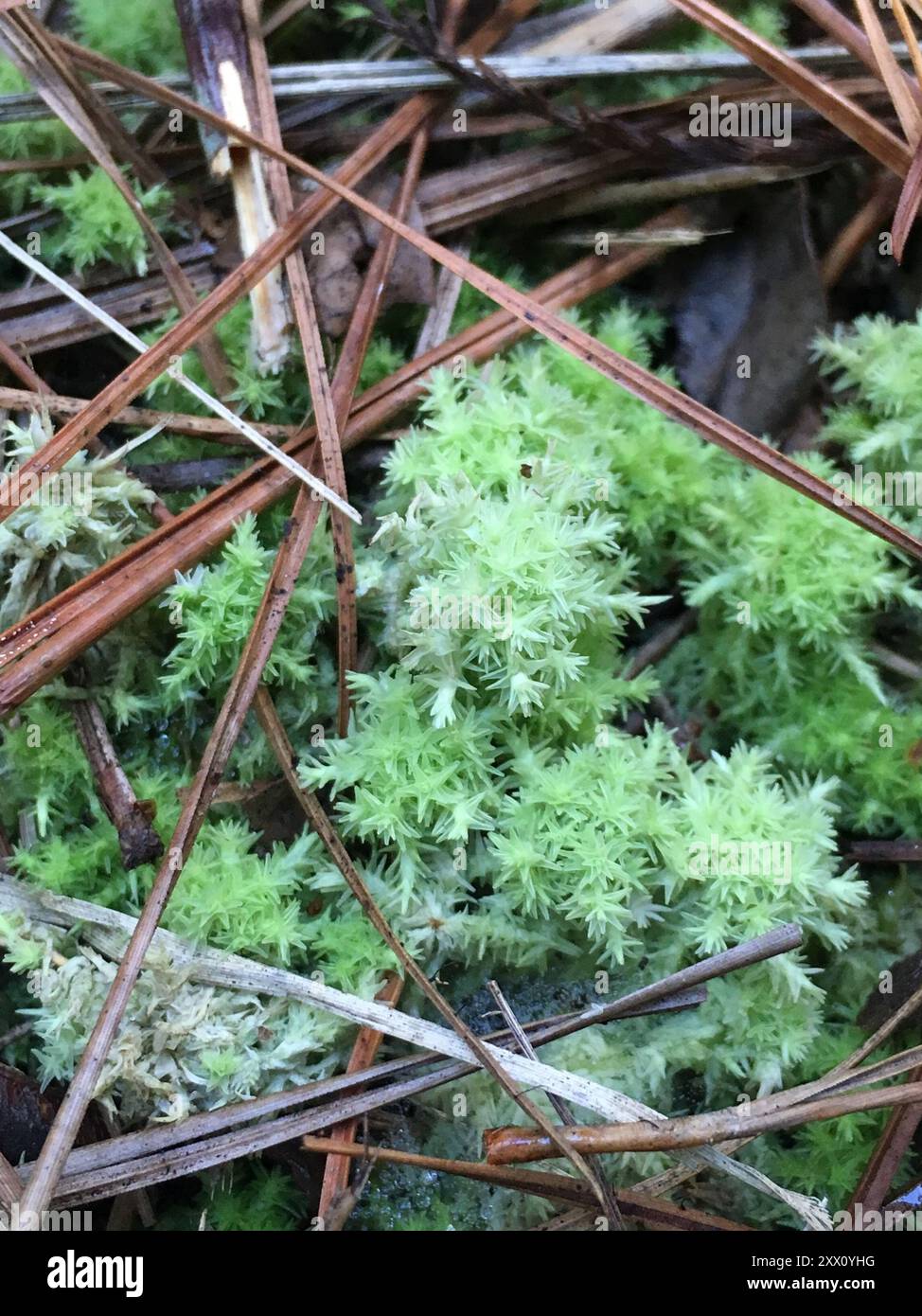 Pale Bog-moss (Sphagnum strictum) Plantae Stock Photo - Alamy