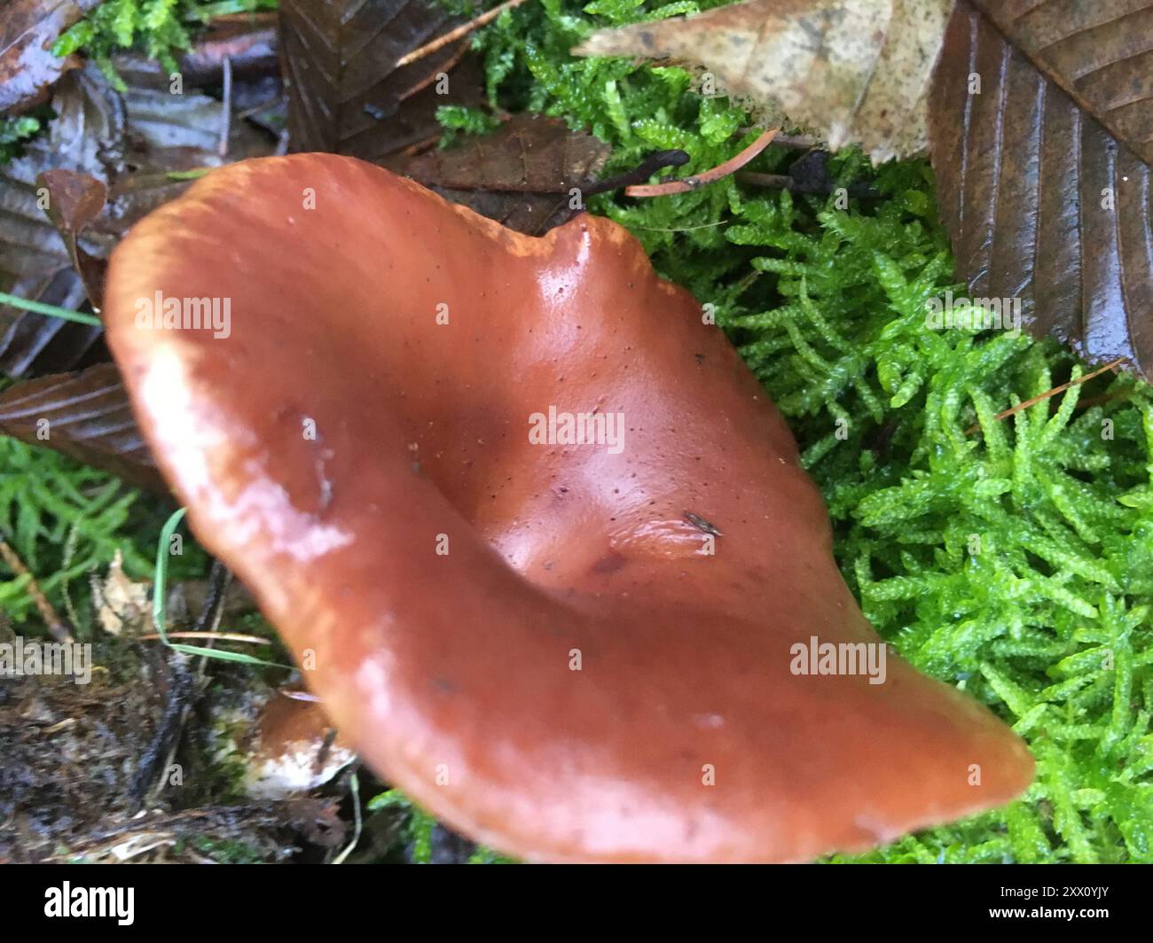 Common Funnel (Infundibulicybe gibba) Fungi Stock Photo - Alamy