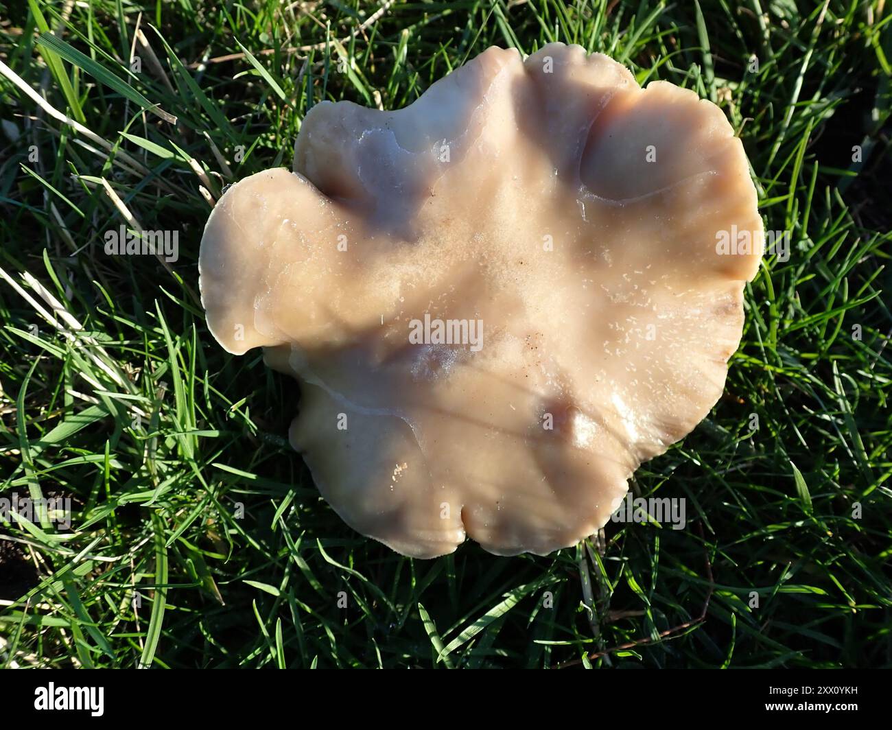 Field Blewit (Collybia personata) Fungi Stock Photo - Alamy