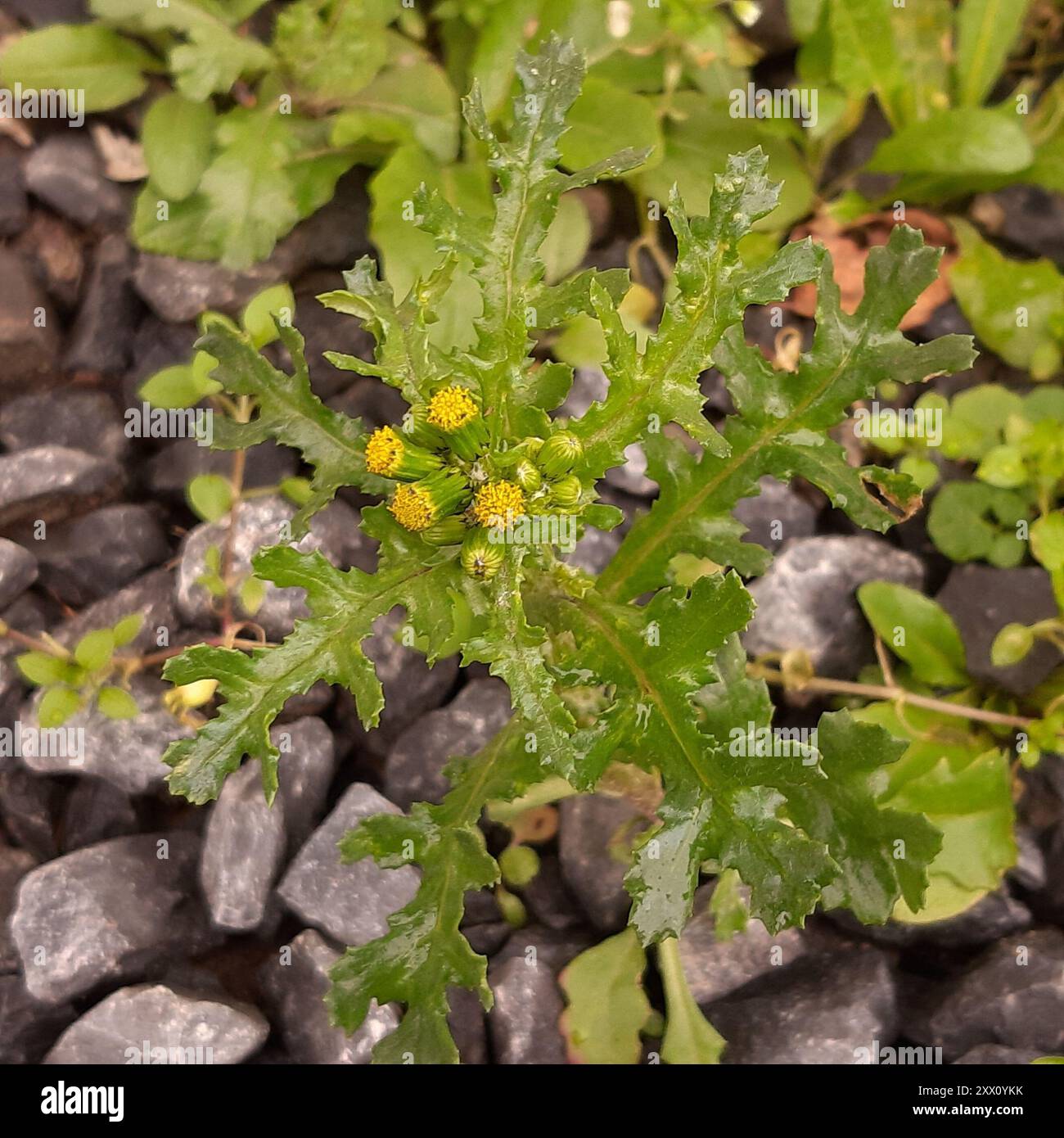 common groundsel (Senecio vulgaris) Plantae Stock Photo - Alamy