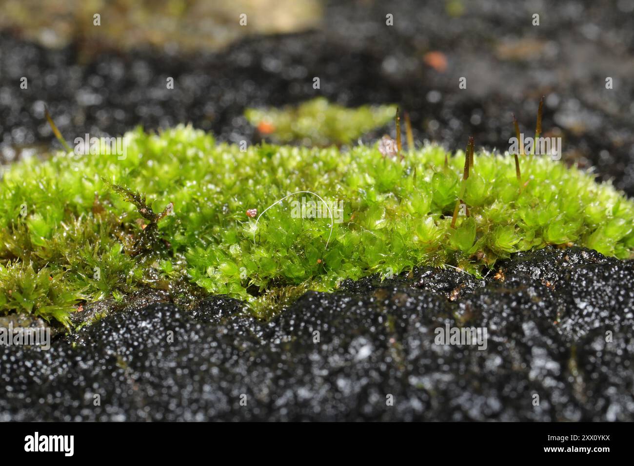 Capillary Thread-moss (Ptychostomum capillare) Plantae Stock Photo - Alamy