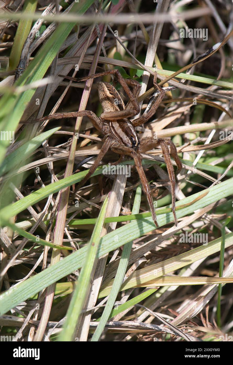Rabid Wolf Spider (Rabidosa rabida) Arachnida Stock Photo - Alamy