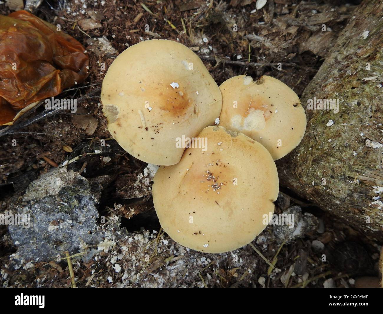 Mulch Fieldcap (Agrocybe putaminum) Fungi Stock Photo - Alamy