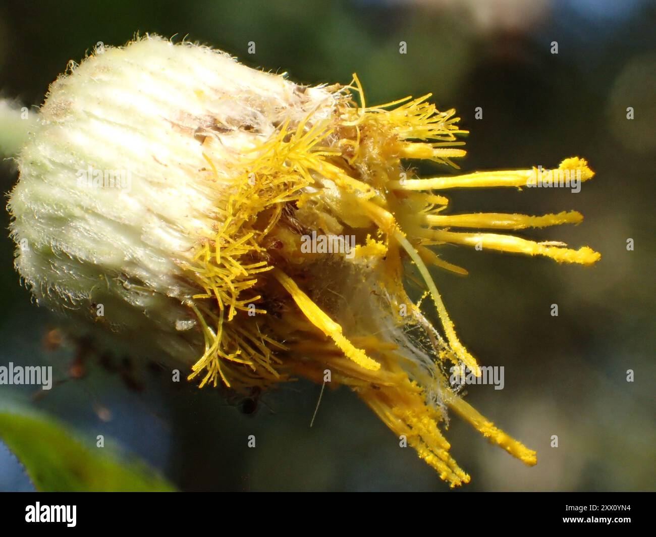 Big-flowered Blumea (Blumea megacephala) Plantae Stock Photo - Alamy