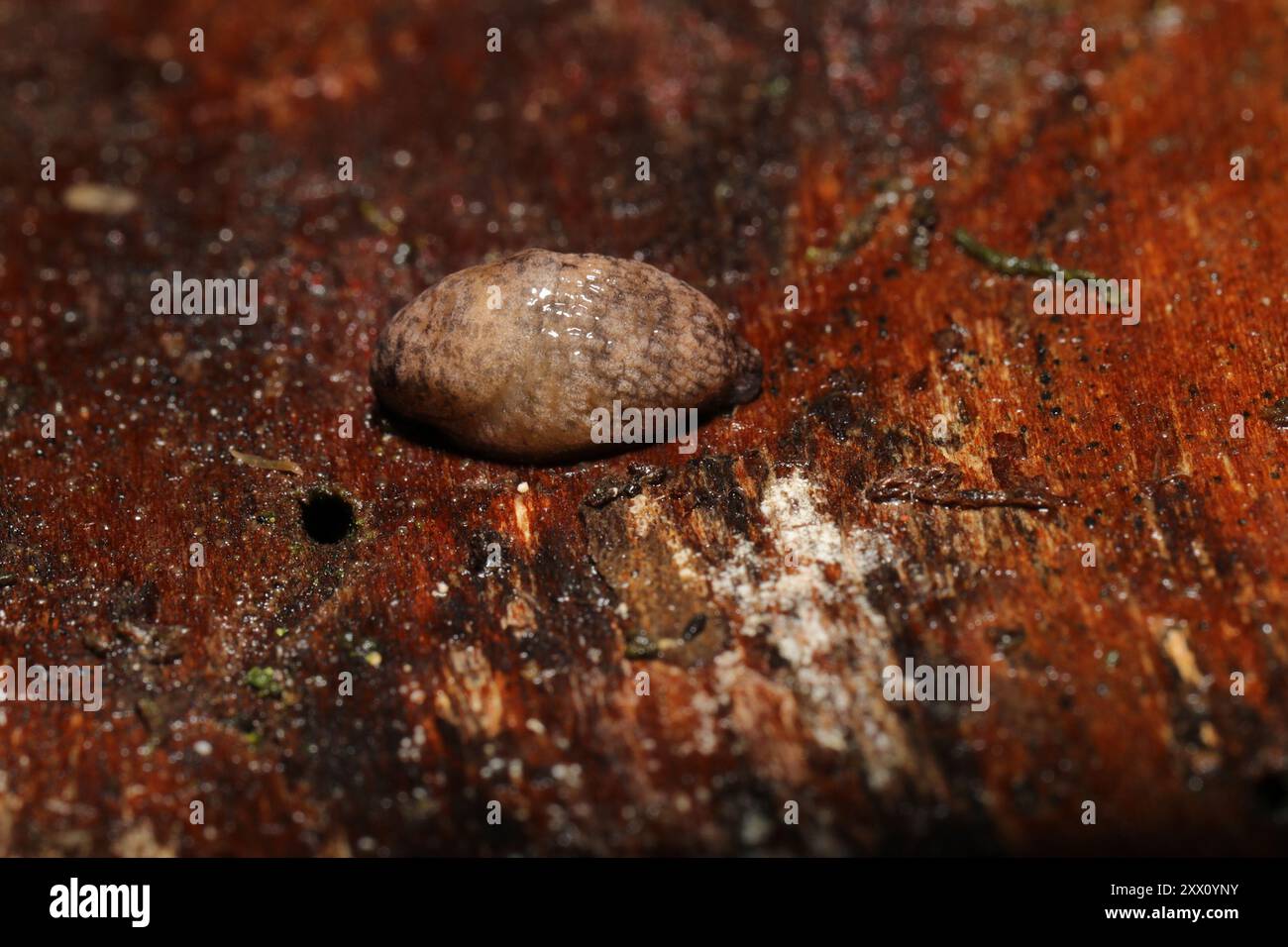 Milky Slug (Deroceras reticulatum) Mollusca Stock Photo - Alamy