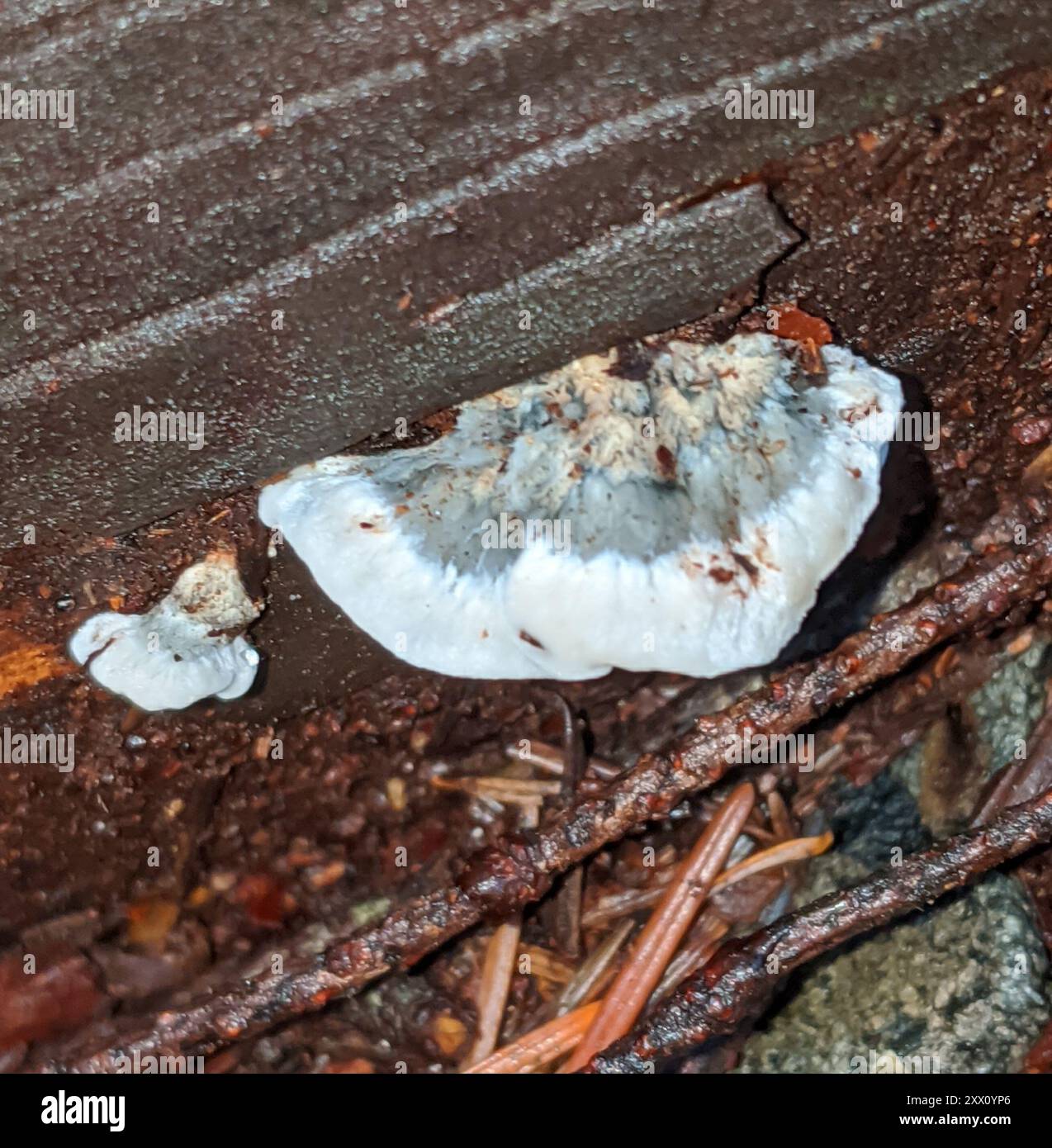 Blue Cheese Polypore (Cyanosporus caesius) Fungi Stock Photo - Alamy