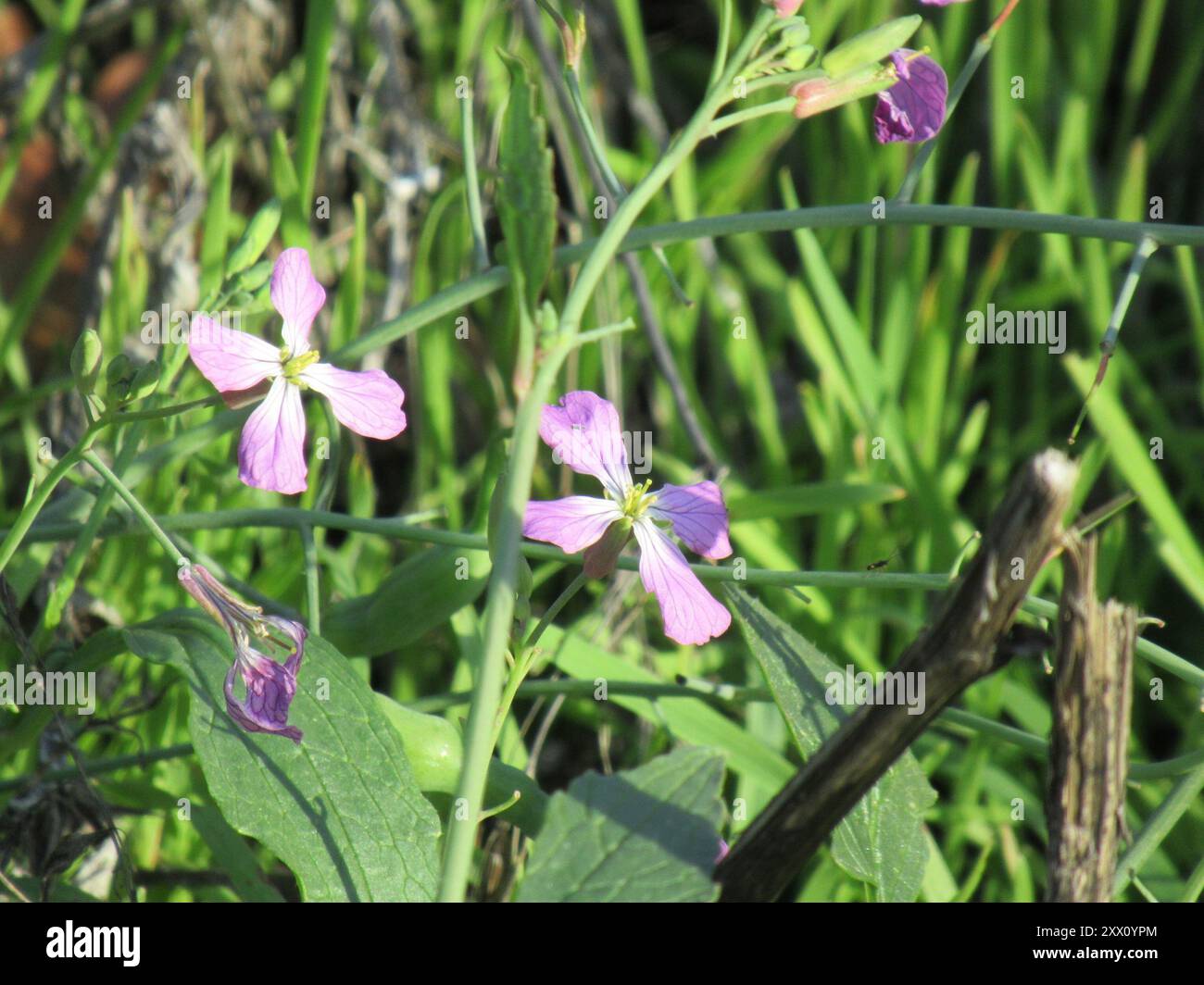 wild and domestic radish (Raphanus raphanistrum sativus) Plantae Stock ...