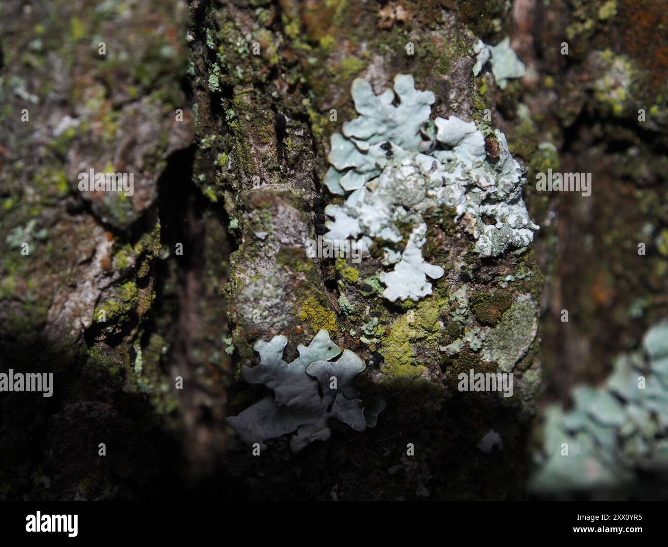 shield lichen (Parmelia sulcata) Fungi Stock Photo - Alamy