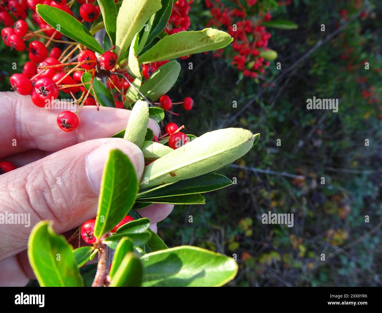 Firethorn (Pyracantha coccinea) Plantae Stock Photo - Alamy