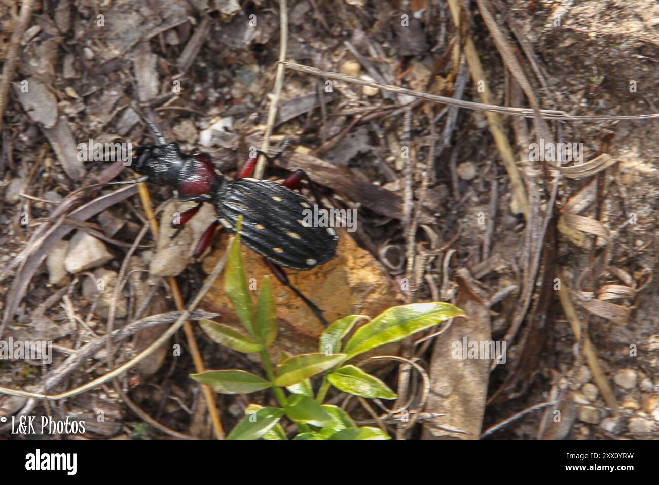 Anthia decemguttata hi-res stock photography and images - Alamy