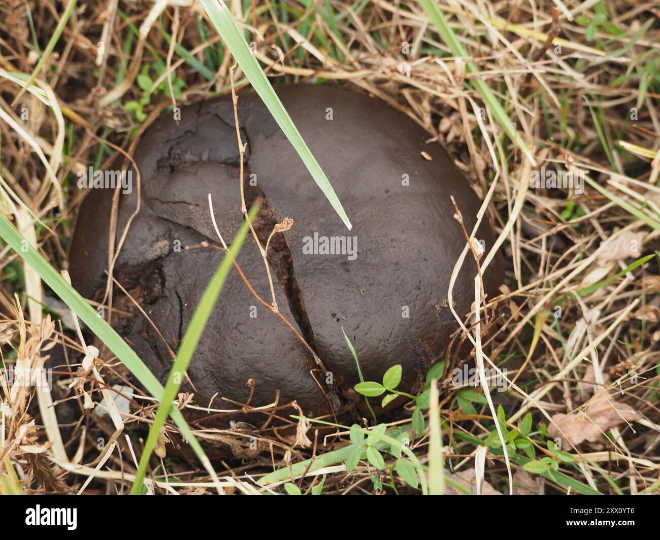 Purple-spored Puffball (Calvatia cyathiformis) Fungi Stock Photo - Alamy