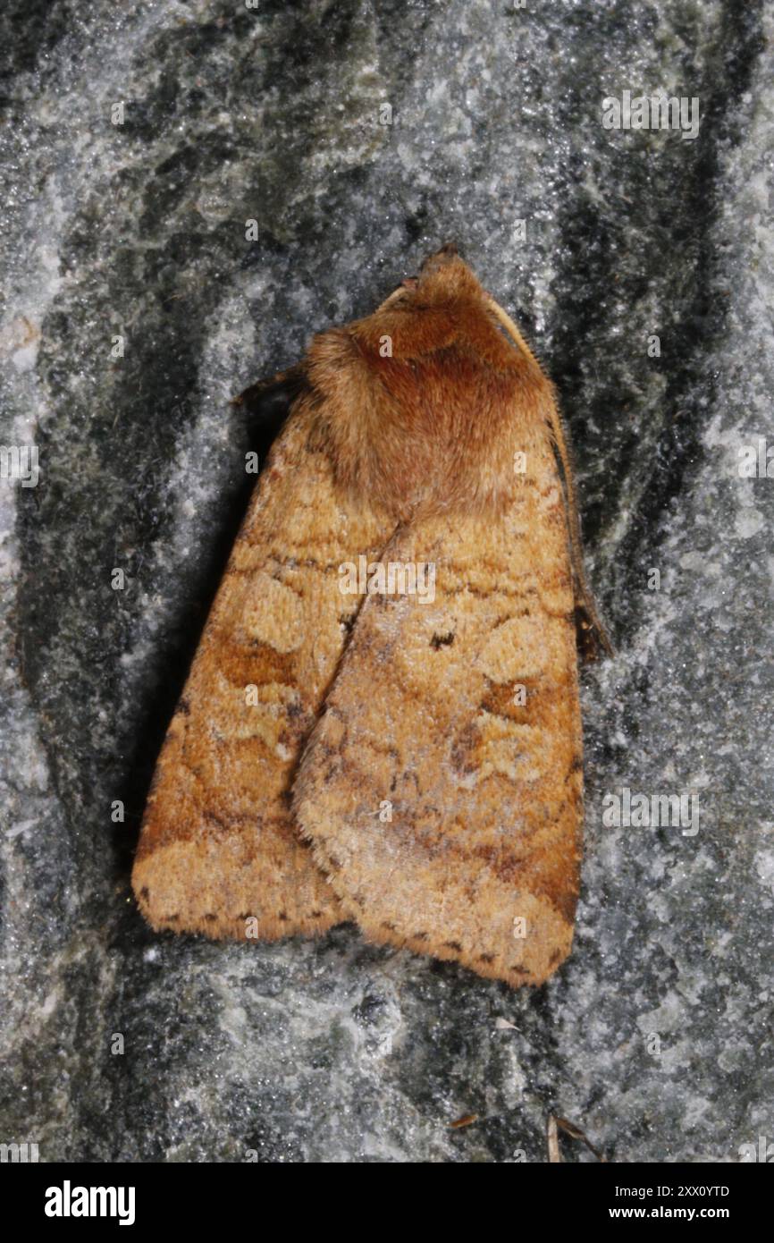 Ingrailed Clay (Diarsia mendica) Insecta Stock Photo - Alamy