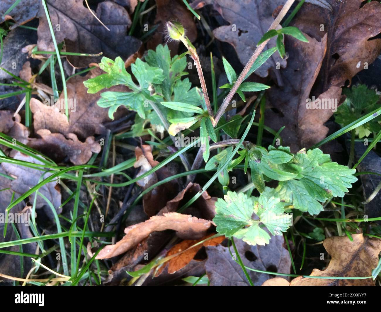 Wood Buttercup (Ranunculus tuberosus) Plantae Stock Photo - Alamy