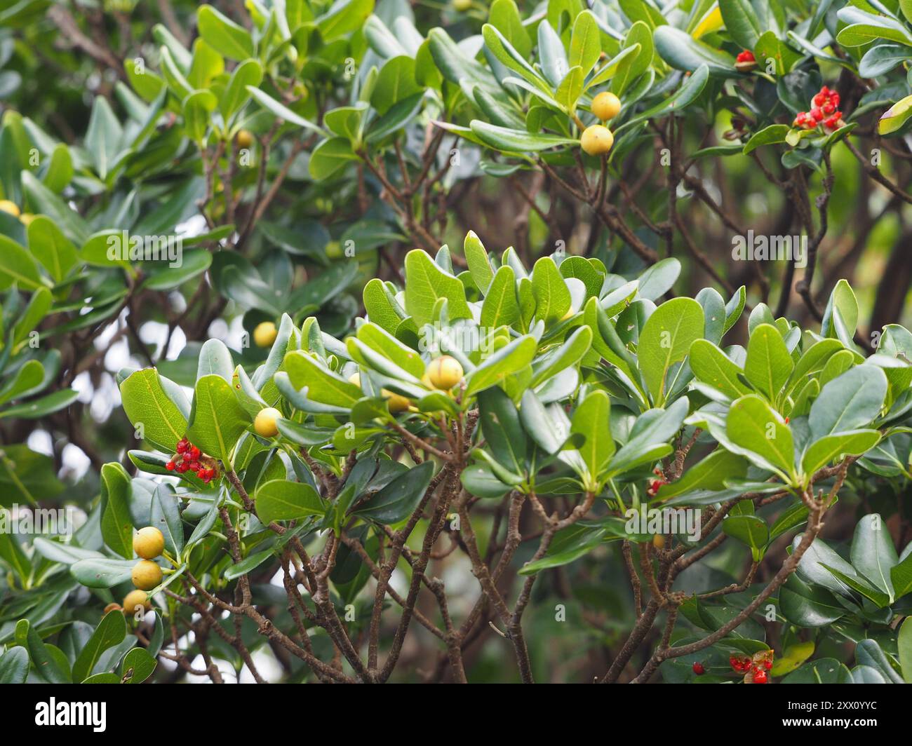 Japanese cheesewood (Pittosporum tobira) Plantae Stock Photo - Alamy