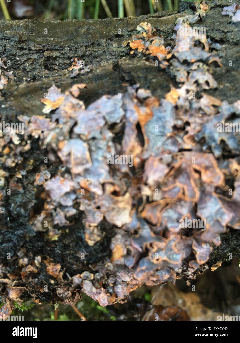 shield lichen (Parmelia sulcata) Fungi Stock Photo - Alamy