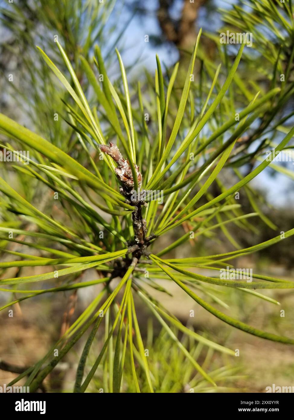 Virginia pine (Pinus virginiana) Plantae Stock Photo - Alamy