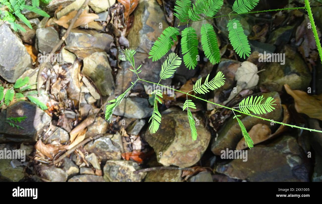 littleleaf sensitive-briar (Mimosa microphylla) Plantae Stock Photo - Alamy