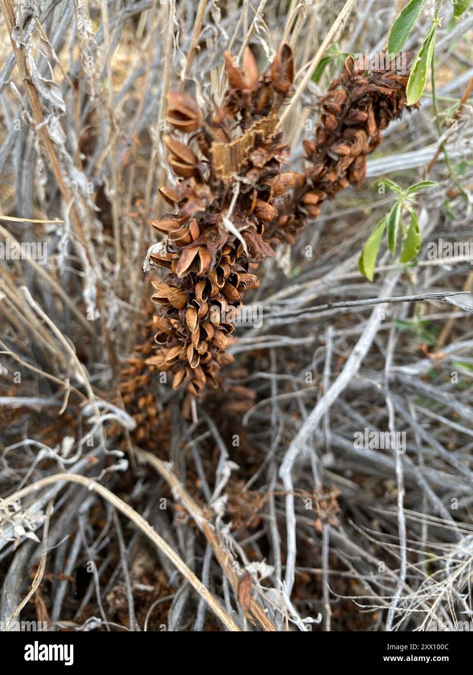 desert broomrape (Aphyllon cooperi) Plantae Stock Photo - Alamy