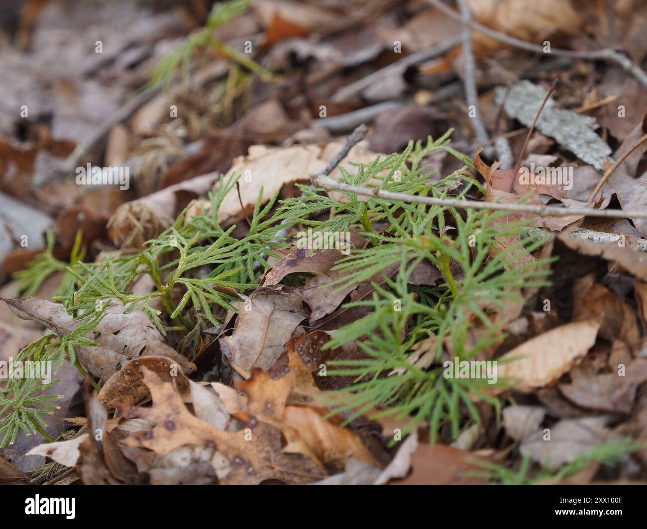 fan clubmoss (Diphasiastrum digitatum) Plantae Stock Photo - Alamy