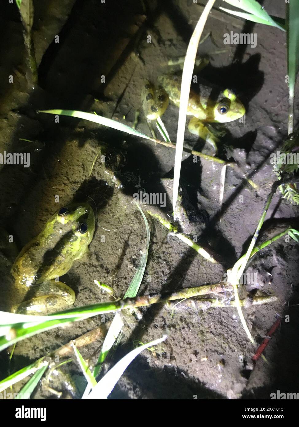 Lesser Swimming Frog (Pseudis minuta) Amphibia Stock Photo - Alamy