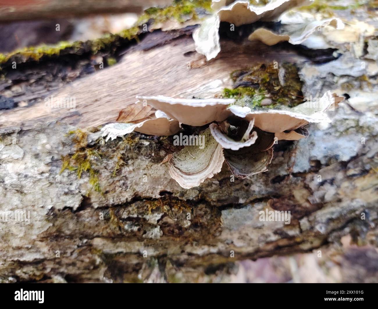 (Stereum fasciatum) Fungi Stock Photo - Alamy